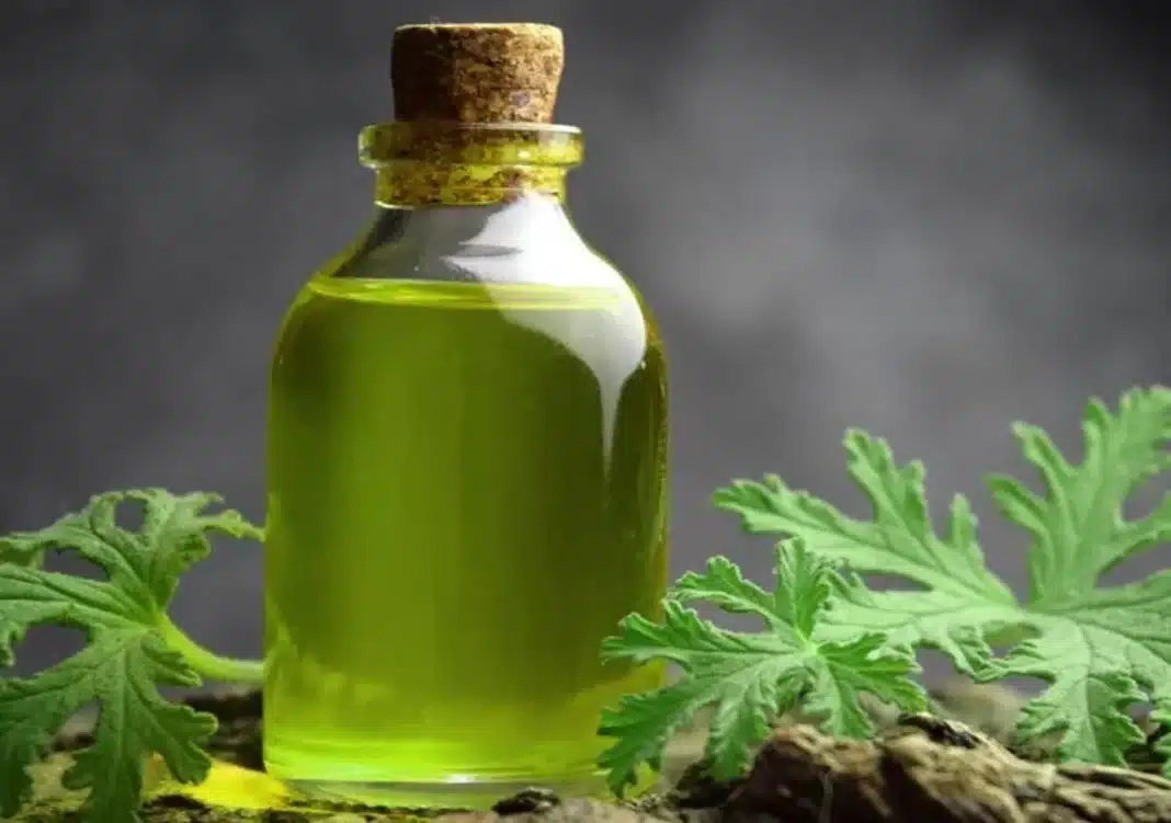 ¡Descubre cómo hacer repelente casero para alejar a los mosquitos en el ...