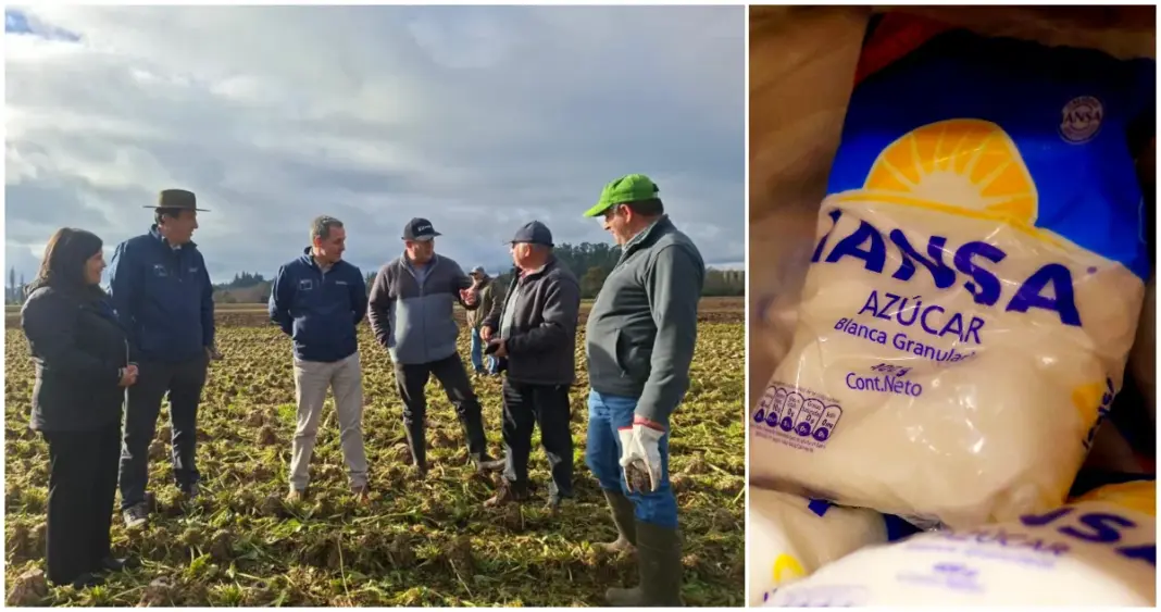 Iansa suspende compra de remolacha: Gobierno evalúa impacto en Ñuble ...