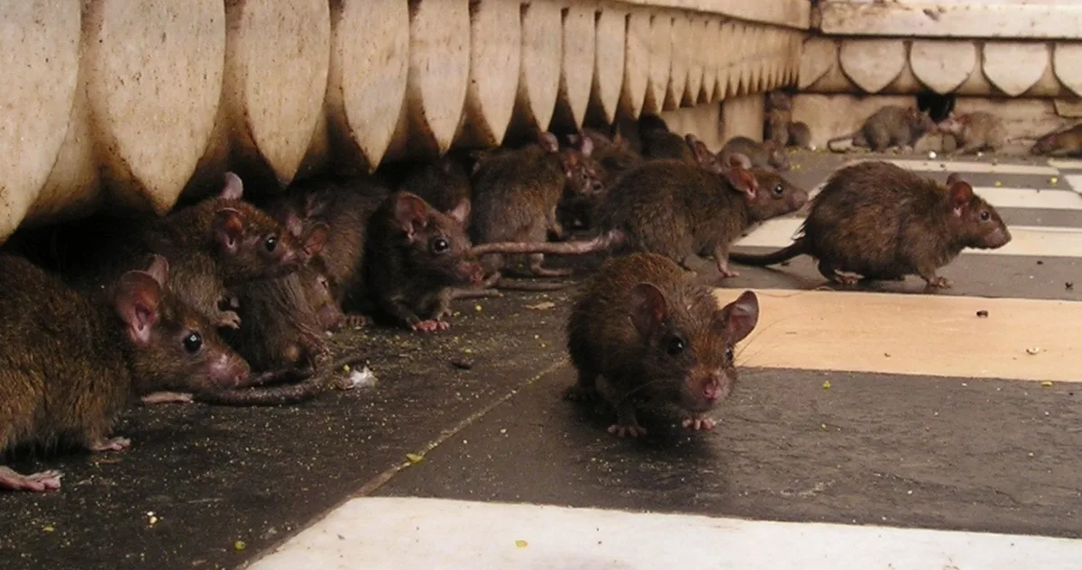 Hantavirus en Los Lagos: séptimo contagio afecta a trabajador rural ...